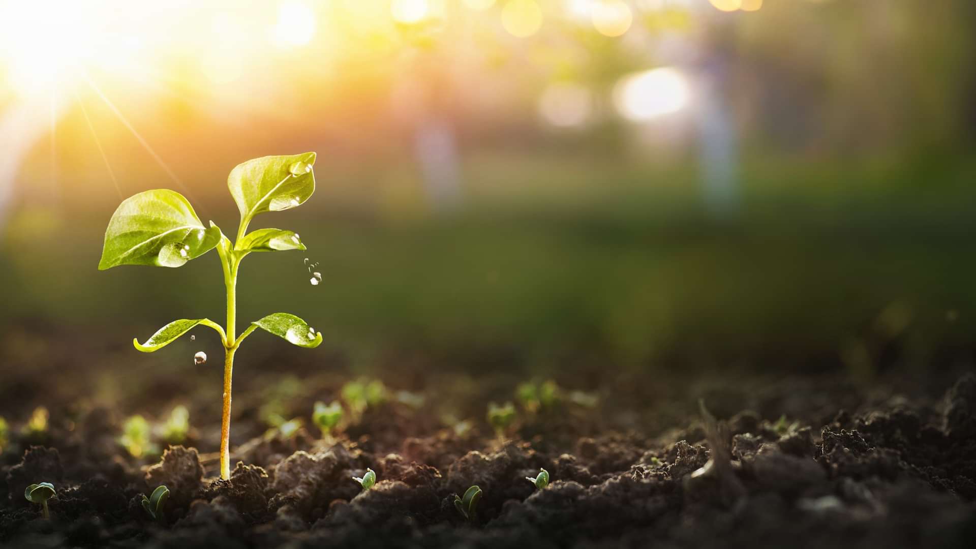 Case Studies Archive - HVMC